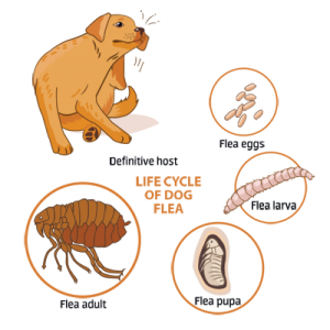 Flea Fumigation Gold Coast - BugWise Pest Control